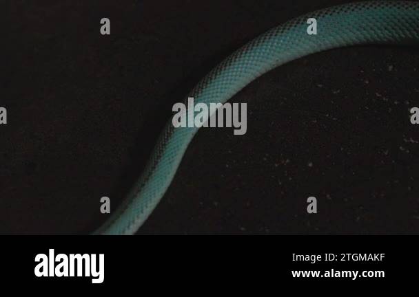 Close-up of Blue Venomous Pit Vipers Head, Body and Skin. Snake Slowly ...