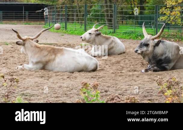White horned cows Stock Videos & Footage - HD and 4K Video Clips - Alamy