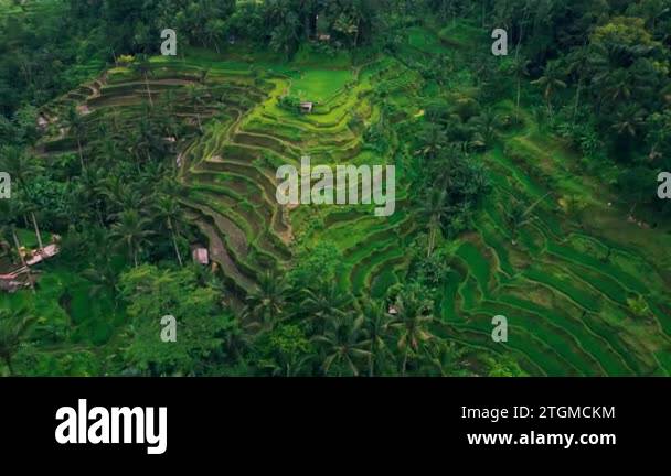 Rice fields and small houses of traditional village in rice terraces ...