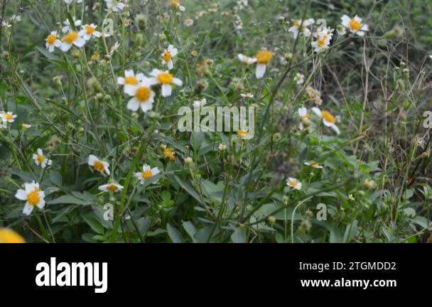 Parthenium Stock Videos & Footage - HD and 4K Video Clips - Alamy