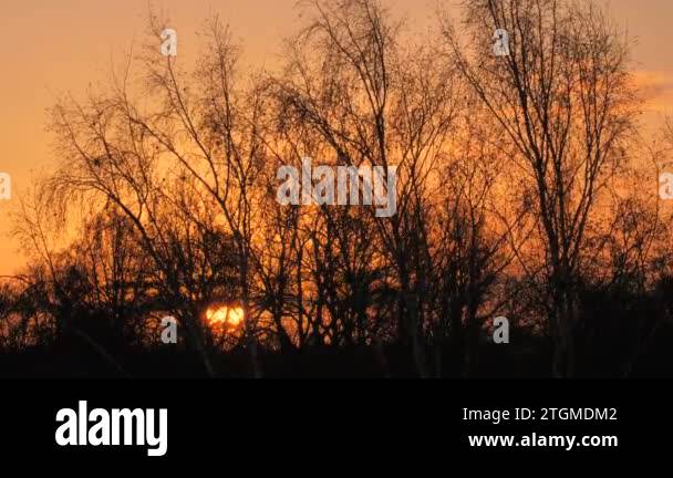 Sun rise behind tree Stock Videos & Footage - HD and 4K Video Clips - Alamy