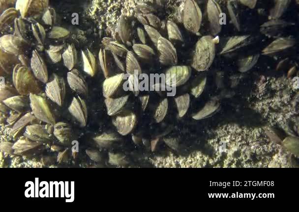 Invasive clams Stock Videos & Footage - HD and 4K Video Clips - Alamy