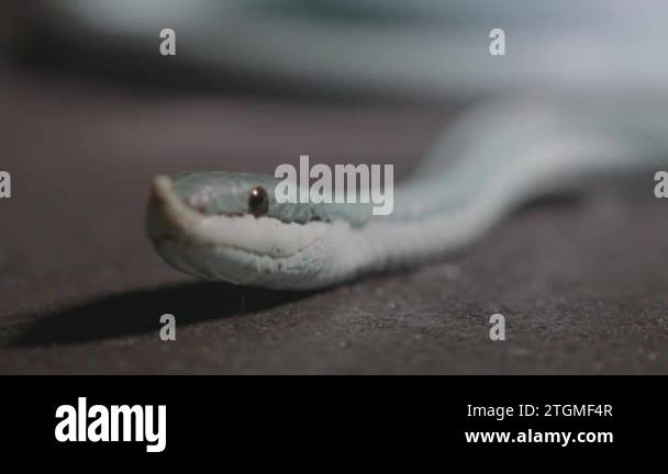 Blue Venomous Pit Vipers Head and Face. Snake Is in the Shade on the ...