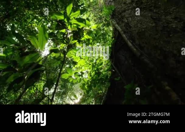 Ficus sp Stock Videos & Footage - HD and 4K Video Clips - Alamy