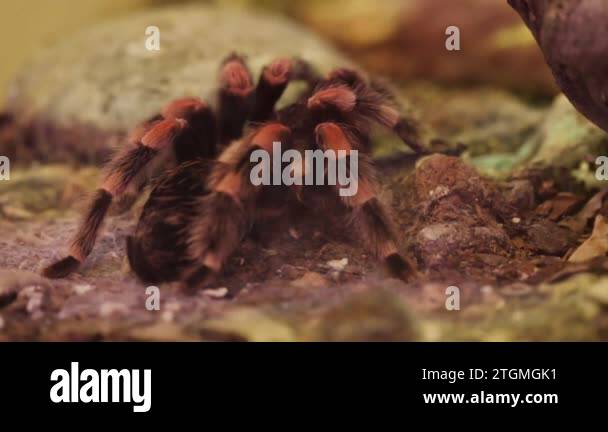Mexican spider Stock Videos & Footage - HD and 4K Video Clips - Alamy