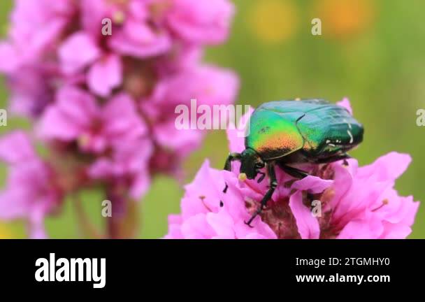 Big green bug Stock Videos & Footage - HD and 4K Video Clips - Alamy