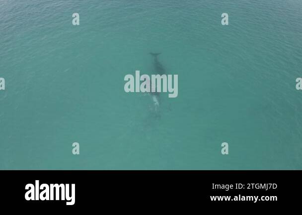 An aerial view of sharks swimming in the ocean Stock Video Footage - Alamy