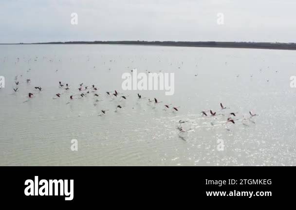 Flamingos drone Stock Videos & Footage - HD and 4K Video Clips - Alamy