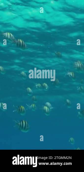 VERTICAL VIDEO: Shoal of Sergeant major fish swims under surface of ...