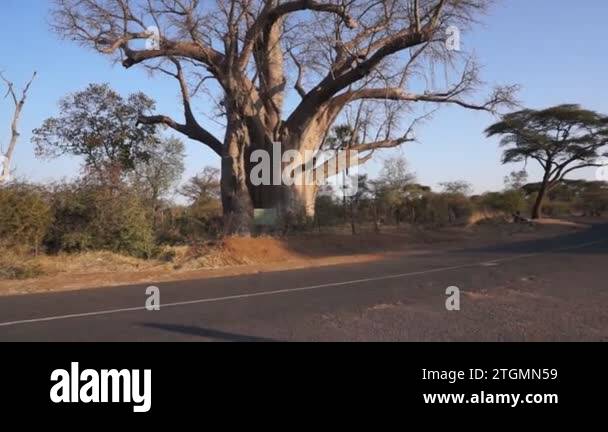 Victoria tree Stock Videos & Footage - HD and 4K Video Clips - Alamy