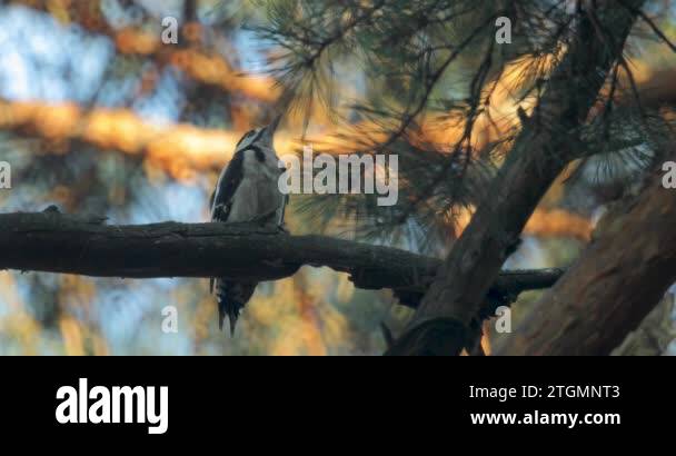 Bird birds woodpecker nature tree Stock Videos & Footage - HD and 4K ...