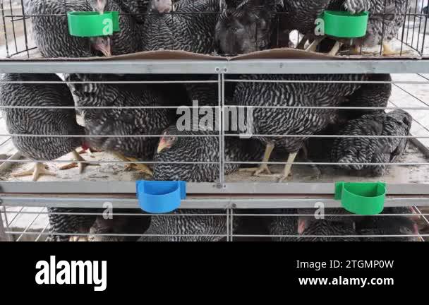 Overcrowded chickens Stock Videos & Footage - HD and 4K Video Clips - Alamy