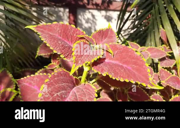 Coleus plant in garden. Coleusis a genus of annual or perennial herbs ...