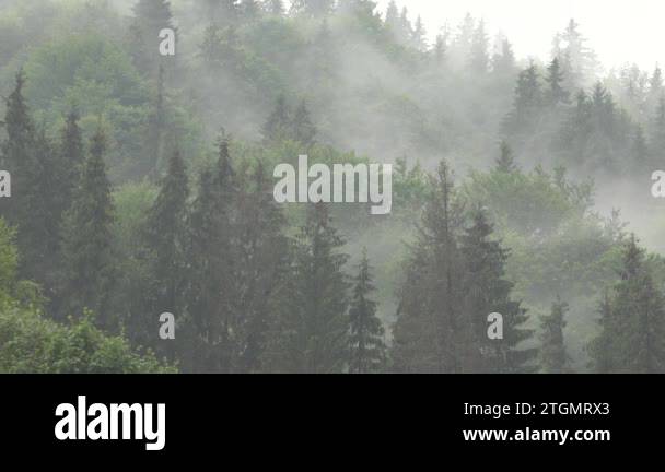 Fog Rain, Foggy Cloudy Raining Day, Inundation, Flooding in Mountains ...