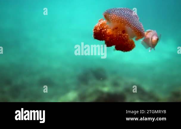 Unusual underwater friendship - a wounded tropical fish without a tail ...