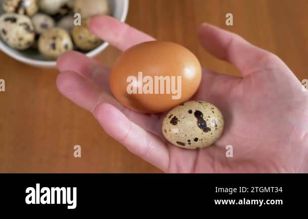 Woman Holding in her Hands One Large Chicken Egg and One Small Quail ...