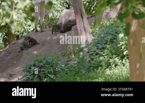 Snow wolf cubs Stock Videos & Footage - HD and 4K Video Clips - Alamy