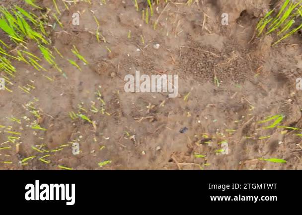 Paddy nursery in the field. Growing rice nursery in the field before ...