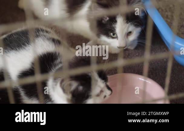 Animal welfare companion Stock Videos & Footage - HD and 4K Video Clips ...