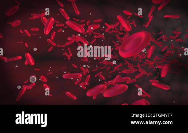 Red blood cells in plasma move slowly randomly. White leukocytes and ...