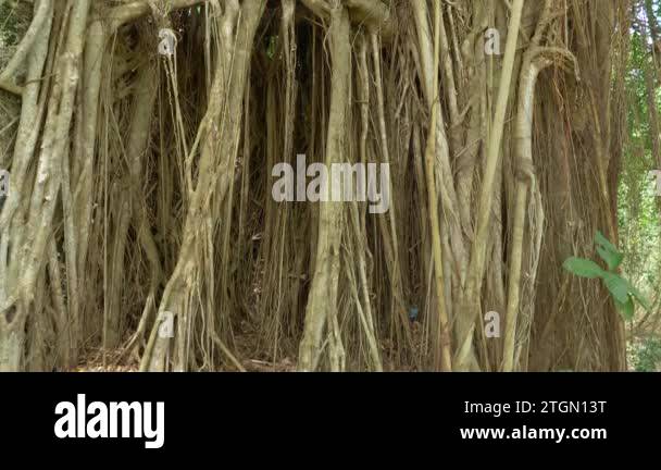 CLOSE UP: Breathtaking ancient strangler fig tree soars into the clear ...