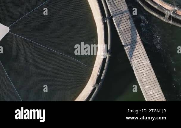 Salmon fish farm Stock Videos & Footage - HD and 4K Video Clips - Alamy
