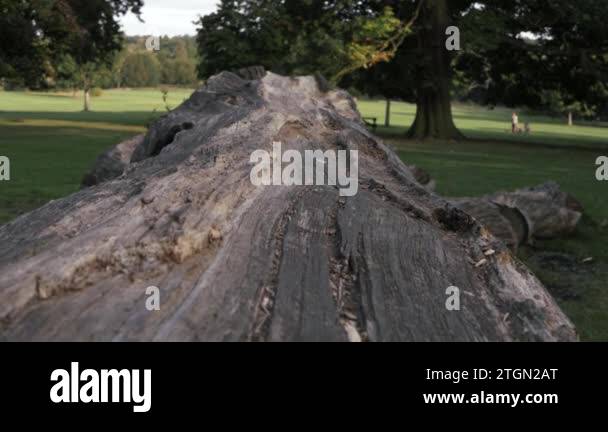 Fallen rotting old tree Stock Videos & Footage - HD and 4K Video Clips ...