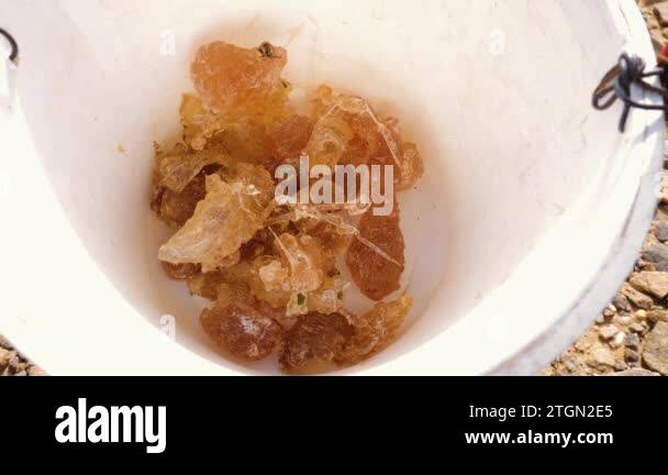 Real authentic Acacia gum (gum Arabic), that exudes from the Acacia ...