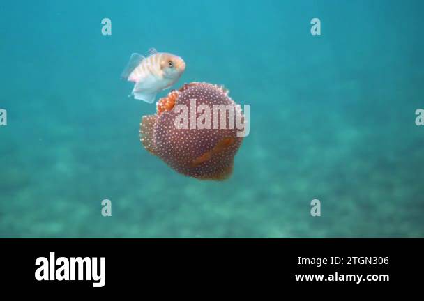 Unusual underwater friendship - a wounded tropical fish without a tail ...