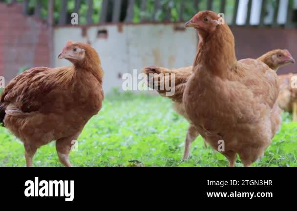 Red hens in the yard are looking for food. Agricultural industry ...