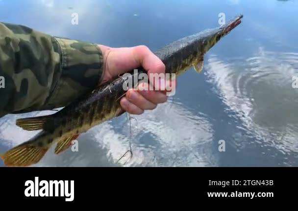 Scary monster alligator gar fish catch and release. Florida river lake ...
