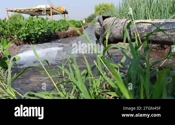 Canal water irrigation system, watering crops, farm in india, watering ...