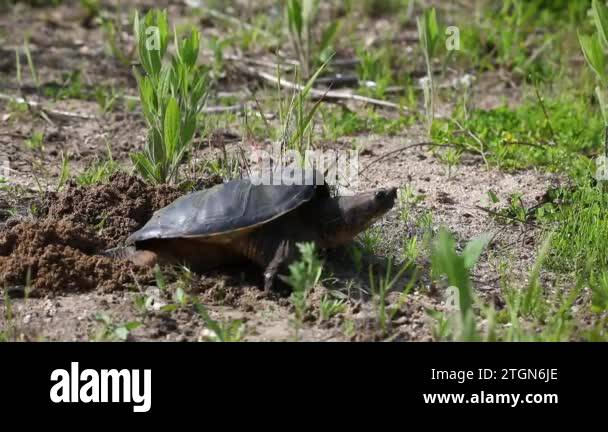Common snapping turtle.Female travel over land to find sandy soil in ...