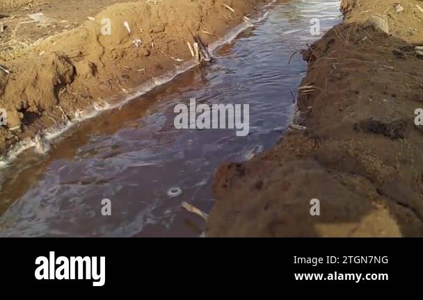 Water flows through irrigation canals on a farm. Caring for plants ...