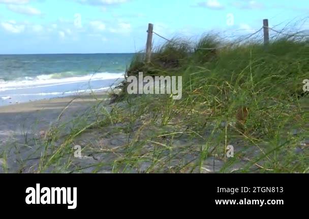 Sawgrass and ocean Stock Videos & Footage - HD and 4K Video Clips - Alamy