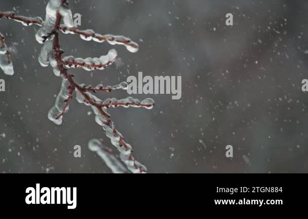 Tree ice thaw Stock Videos & Footage - HD and 4K Video Clips - Alamy