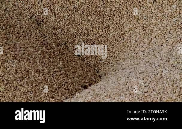 Grain texture Stock Videos & Footage - HD and 4K Video Clips - Alamy