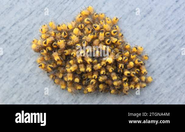 Young spiders in web Stock Videos & Footage - HD and 4K Video Clips - Alamy