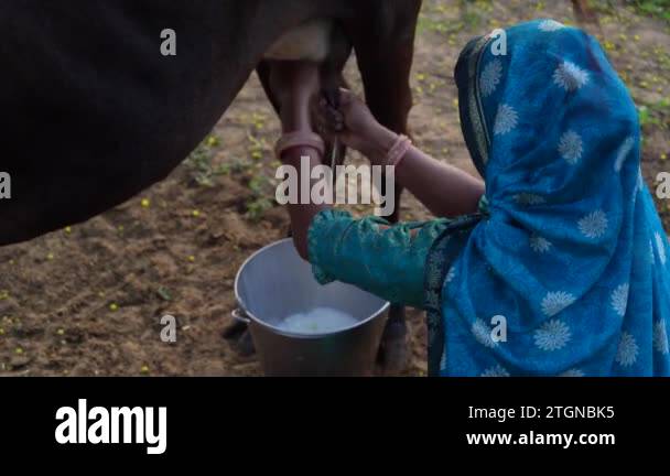 Hands of a Indian woman milking fresh milk from a dairy cow Stock Video ...