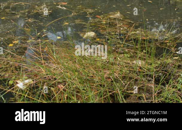 Decaying plants Stock Videos & Footage - HD and 4K Video Clips - Alamy