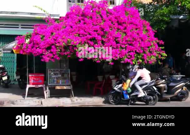 Phan Ri, Vietnam - January 24th, 2022: Bougainvillea trees in front of ...