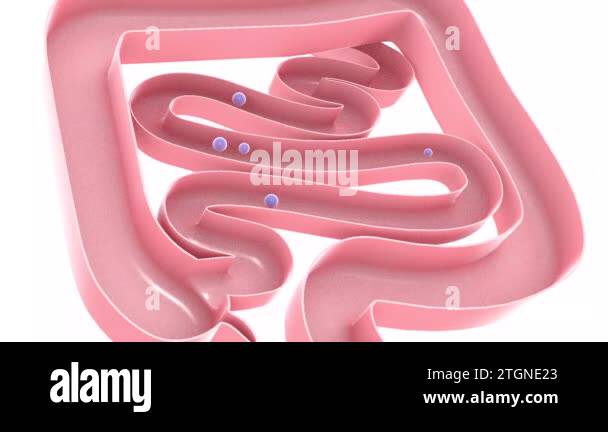 3d animation of gases passing through the large and small intestine ...