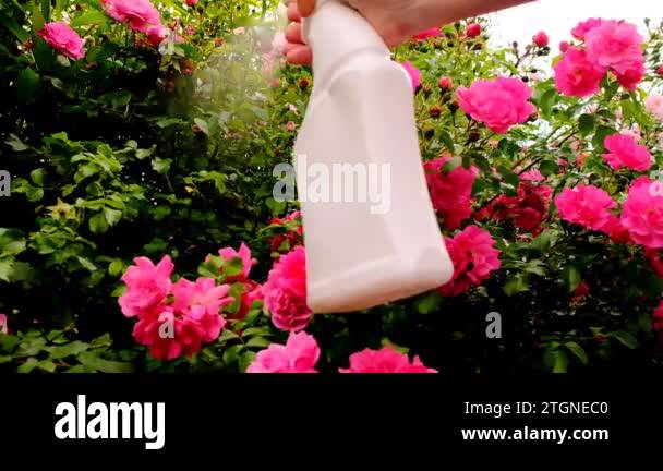 rose garden.hand spraying roses from a white bottle.Treatment of roses ...