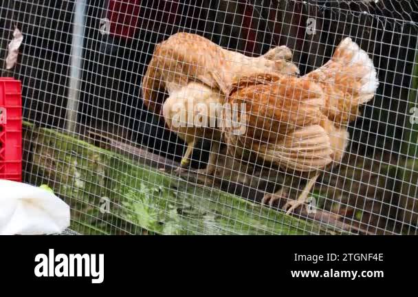 Cage layers Stock Videos & Footage - HD and 4K Video Clips - Alamy