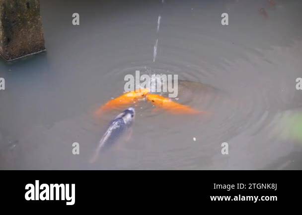Different animals in pond Stock Videos & Footage - HD and 4K Video ...