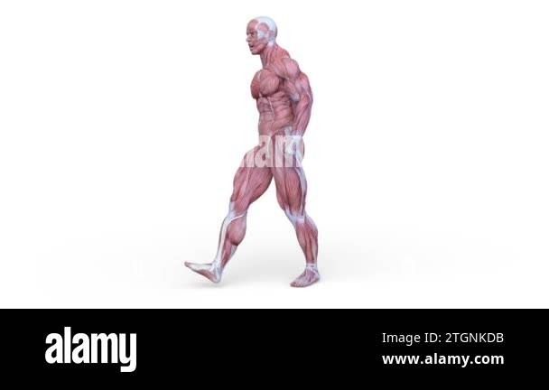 3D rendering of a walking male body model Stock Video Footage - Alamy