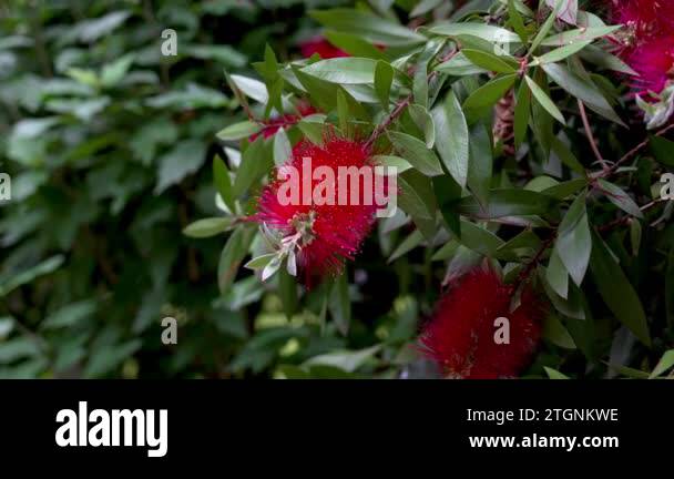 Red flower shrub australia Stock Videos & Footage - HD and 4K Video ...