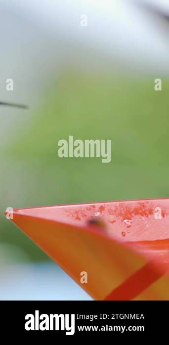 Colibrí vertical Stock Videos & Footage - HD and 4K Video Clips - Alamy