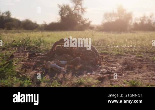 Bones of trees Stock Videos & Footage - HD and 4K Video Clips - Alamy