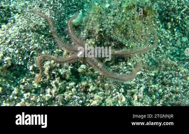 Ophiothrix Stock Videos & Footage - HD and 4K Video Clips - Alamy
